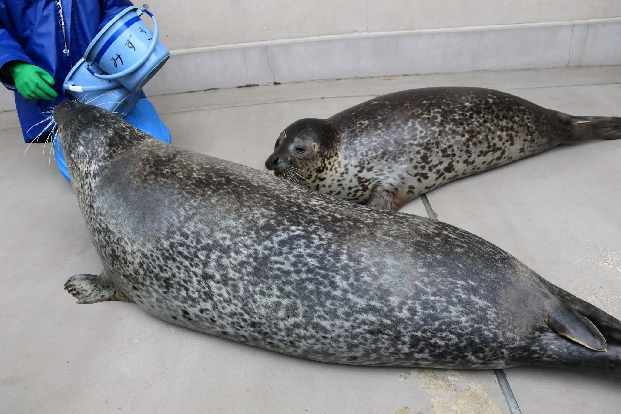 【控え目に言って最高】男鹿水族館GAOに行ってきた（裏側見学ツアーも） | KENGOの気まぐれブログ