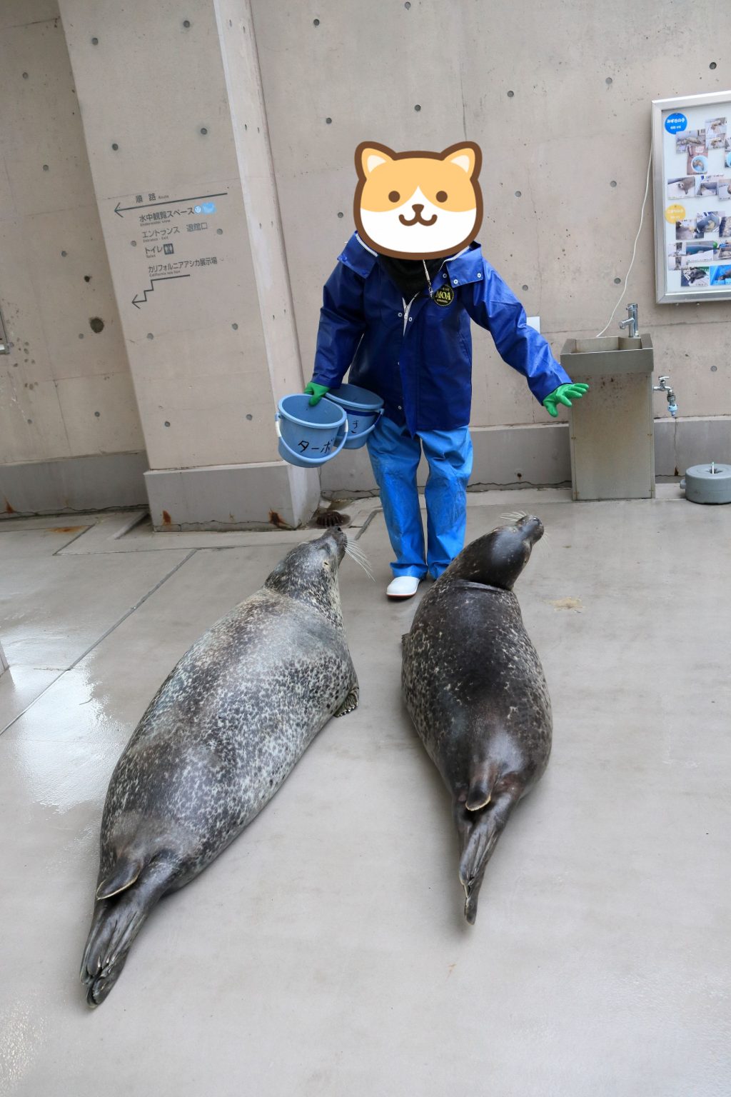 【控え目に言って最高】男鹿水族館GAOに行ってきた（裏側見学ツアーも） | KENGOの気まぐれブログ
